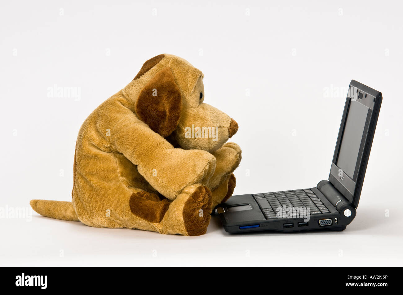 stuffed dog sitting at a laptop studying Stock Photo - Alamy