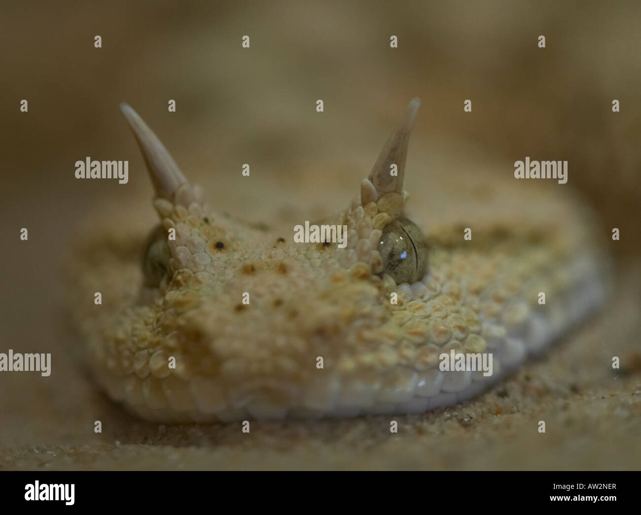 Serpentes hi-res stock photography and images - Alamy