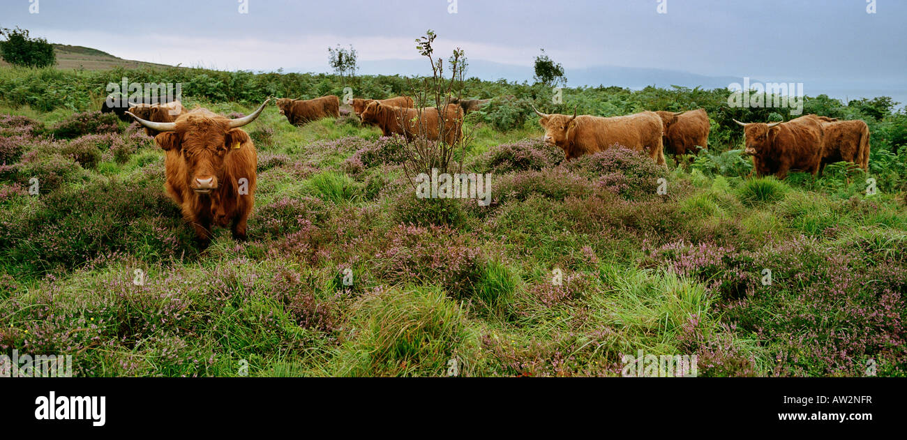 Cattle island hi-res stock photography and images - Alamy