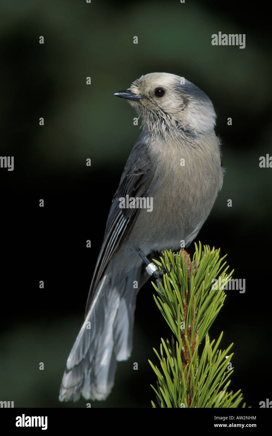 The gray jay perisoreus canadensis hi-res stock photography and images ...