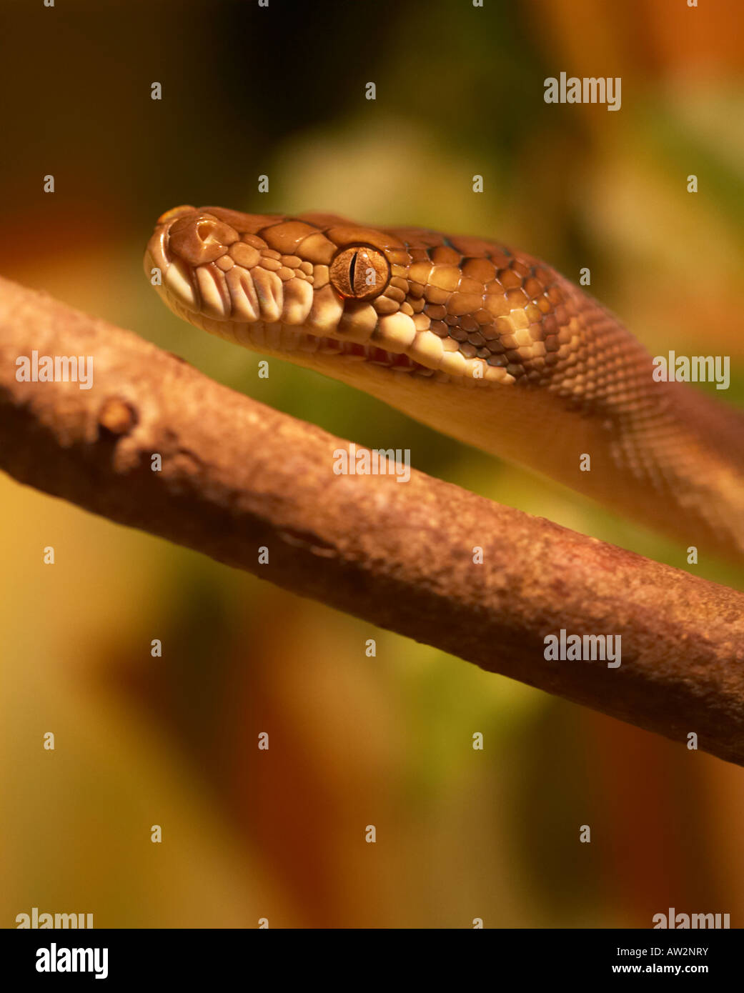 Snake with branch Stock Photo - Alamy