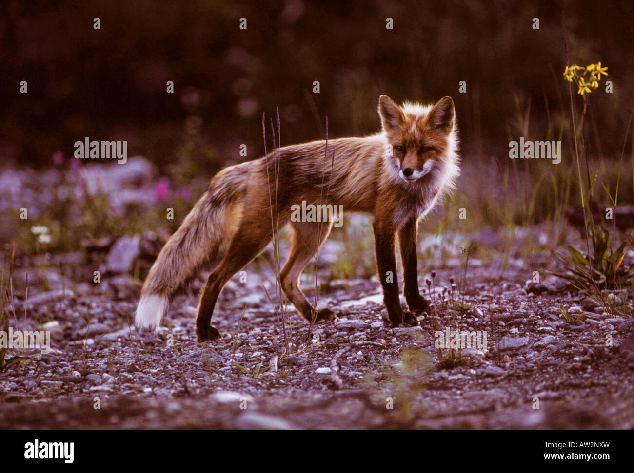 A red fox stands alert for danger at twilight in Denali Park Alaska ...