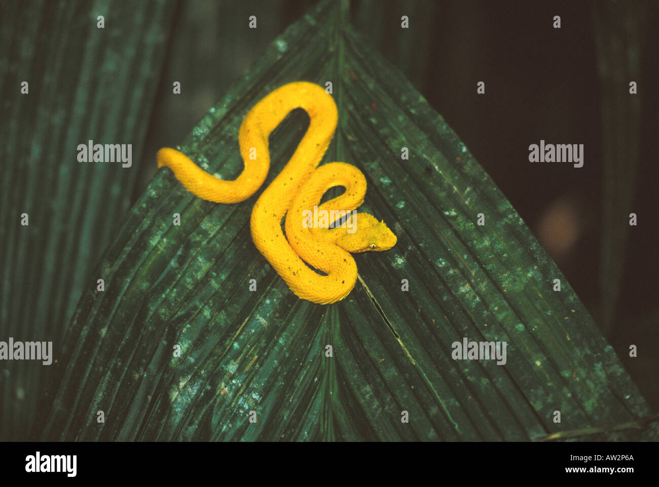 Costa Rica eyelash viper yellow snake on palm frond in dark rain forest ...