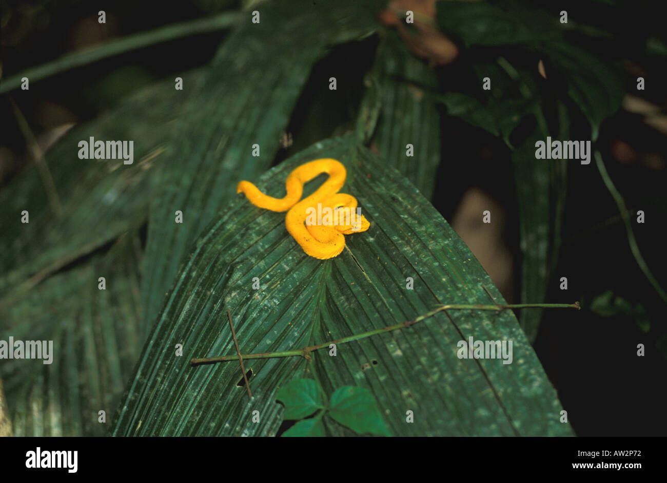 Costa Rica eyelash viper yellow snake on palm frond in dark rain forest ...