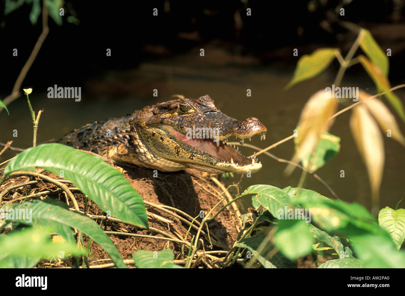 Costa Rica spectacled caiman basking in sun on river bank Stock Photo ...