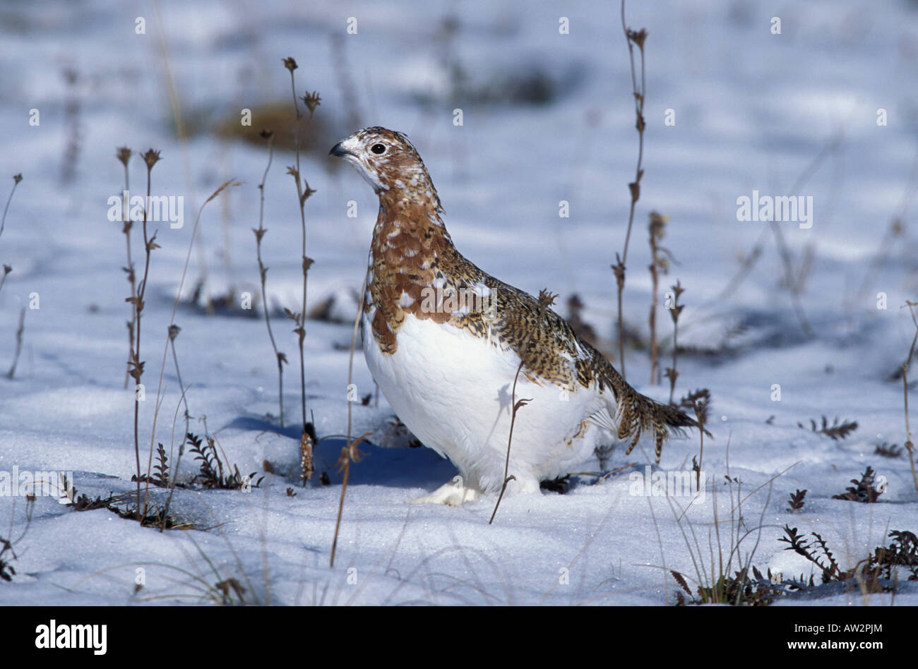 Willow Ptarmigan in fall molt, Lagopus lagopus, in snow Stock Photo - Alamy
