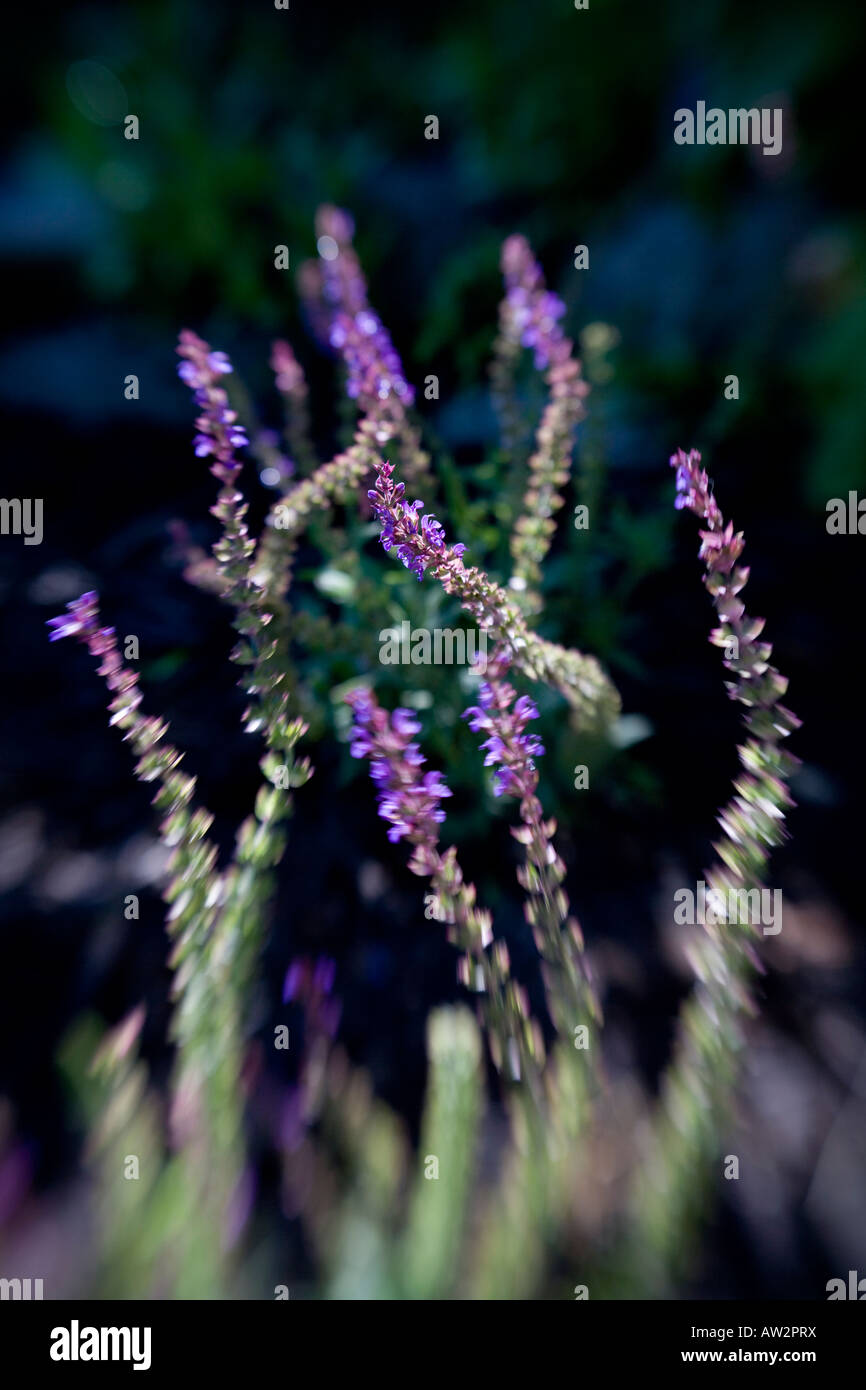delicate, purple flowering plants with dark background Stock Photo - Alamy
