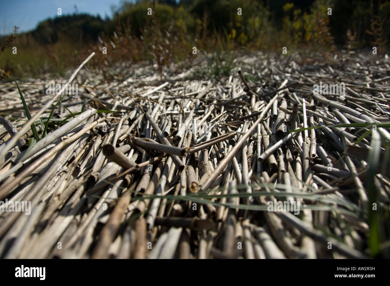 Dried reed stems on the banks of Lake Cerknica, Slovenia Stock Photo ...