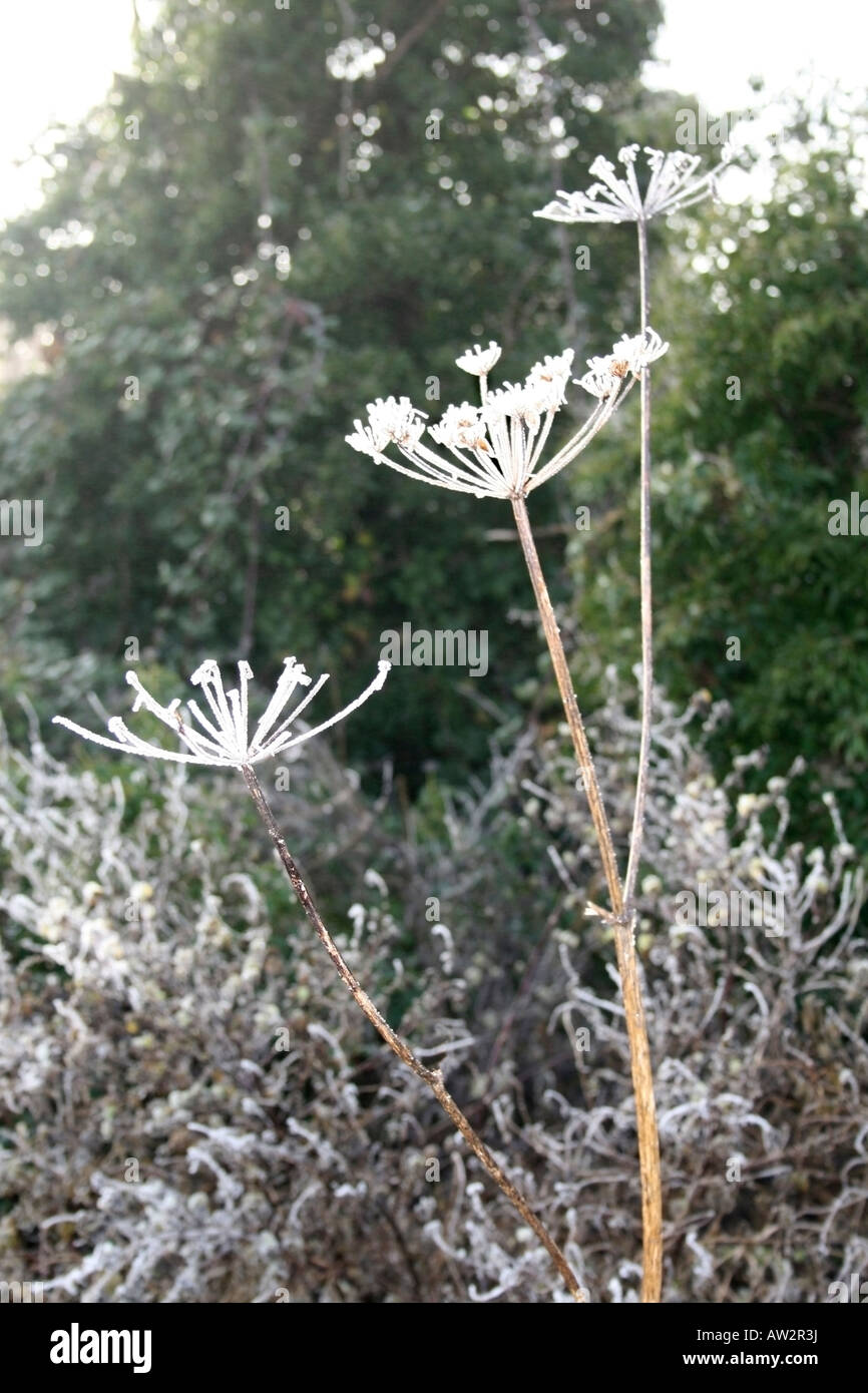 Frosty morning plants in winter Stock Photo - Alamy