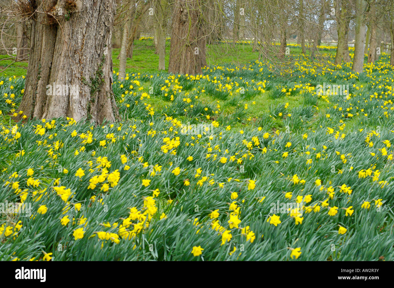Wild flowers grow base tree hi-res stock photography and images - Alamy