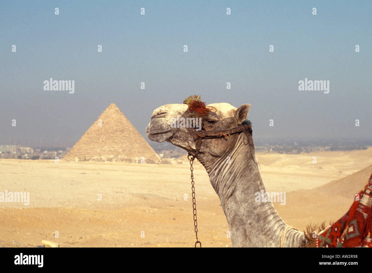 Egypt Giza camel with pyramid in background Stock Photo - Alamy