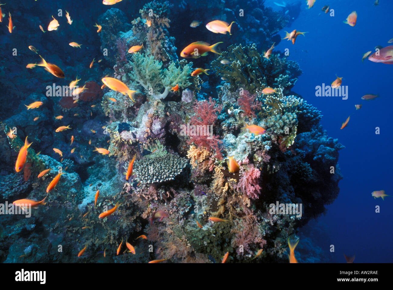 Egypt underwater Red Sea coral reef with schooling orange reef fish ...