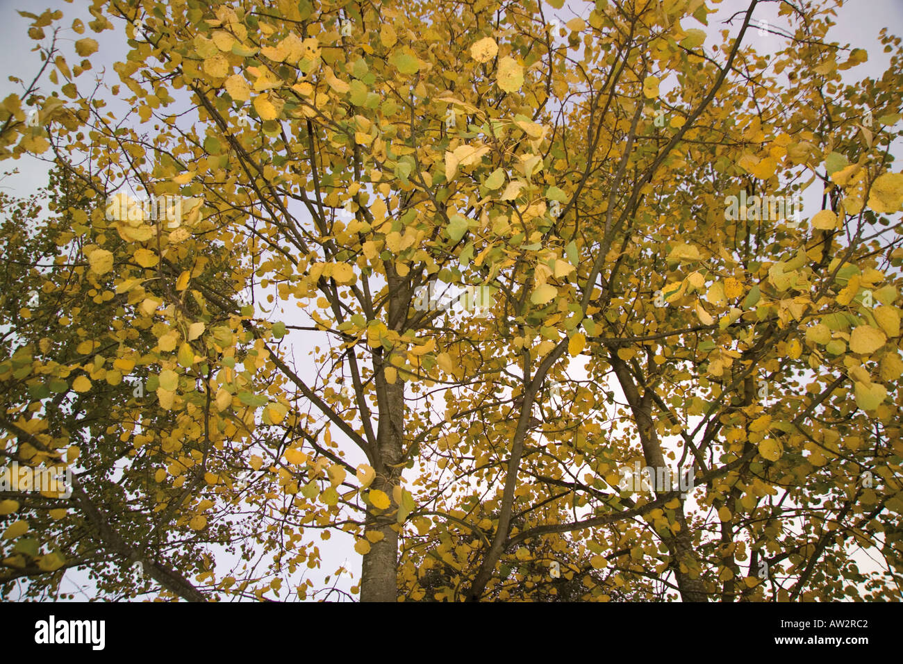 autumn colour plant leaf leaves season seasonal autumnal decay turn ...