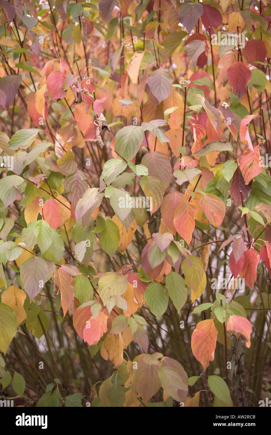 autumn colour plant leaf leaves season seasonal autumnal decay turn ...
