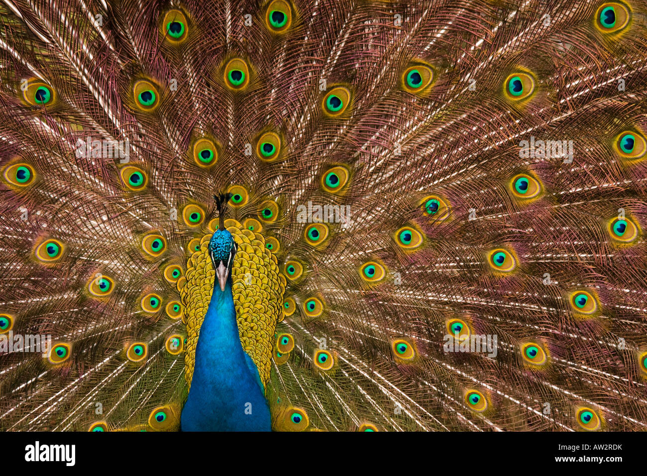 A peacock showing his impressive plumage during the courtship season ...