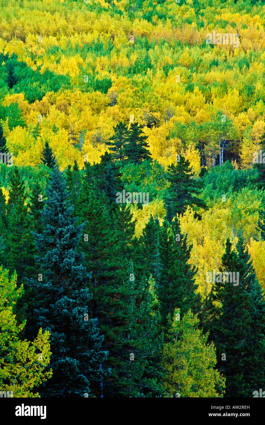 Trees in fall, Jasper National Park, Alberta, Canada Stock Photo - Alamy