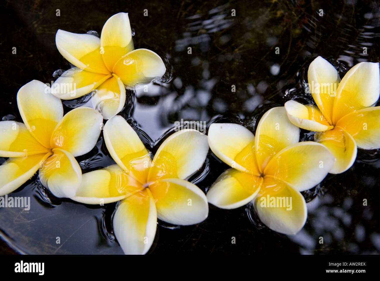 Floating Plumeria Flowers Bali Indonesia Stock Photo - Alamy