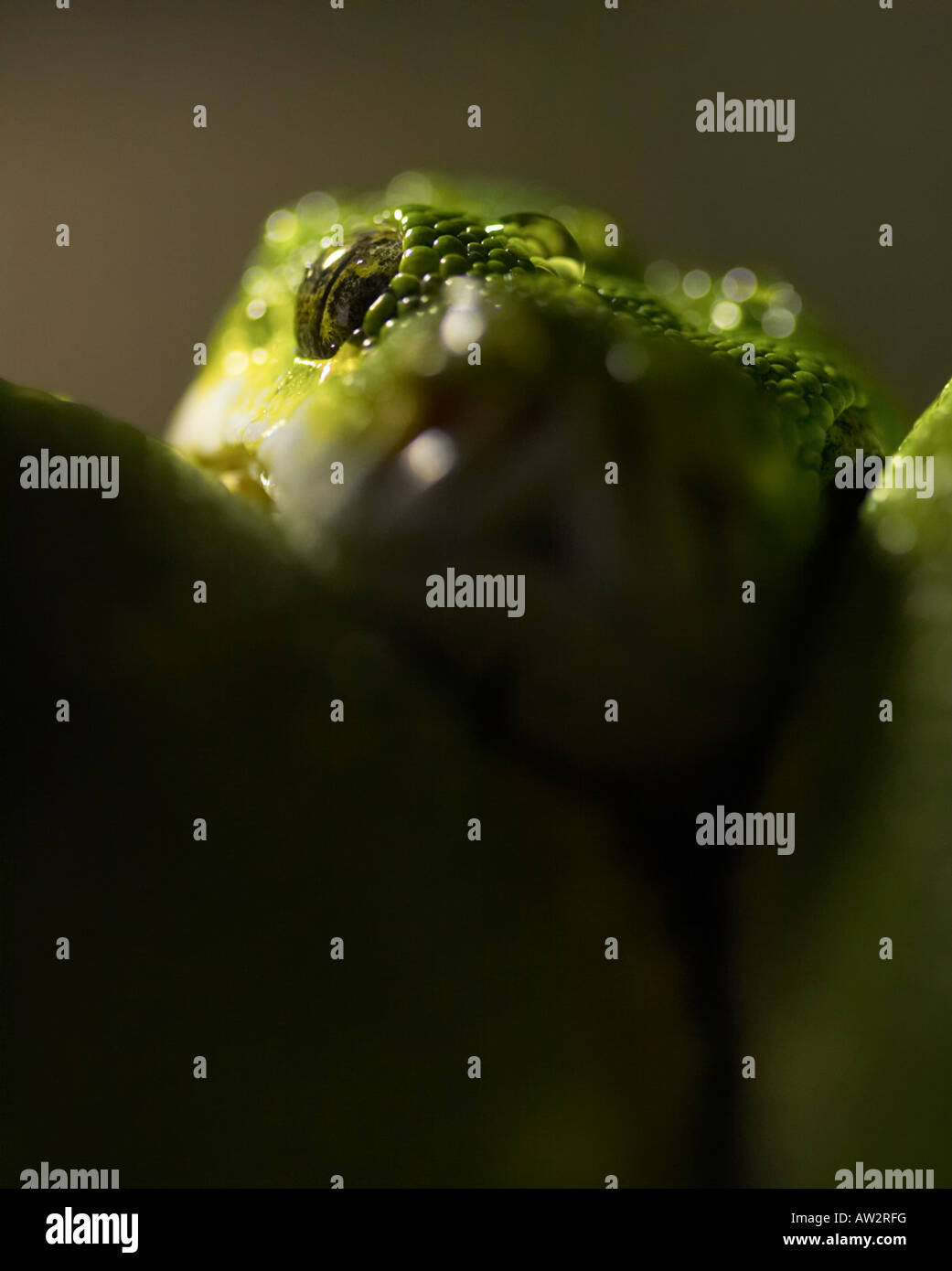 Shed snake skin close hi-res stock photography and images - Alamy