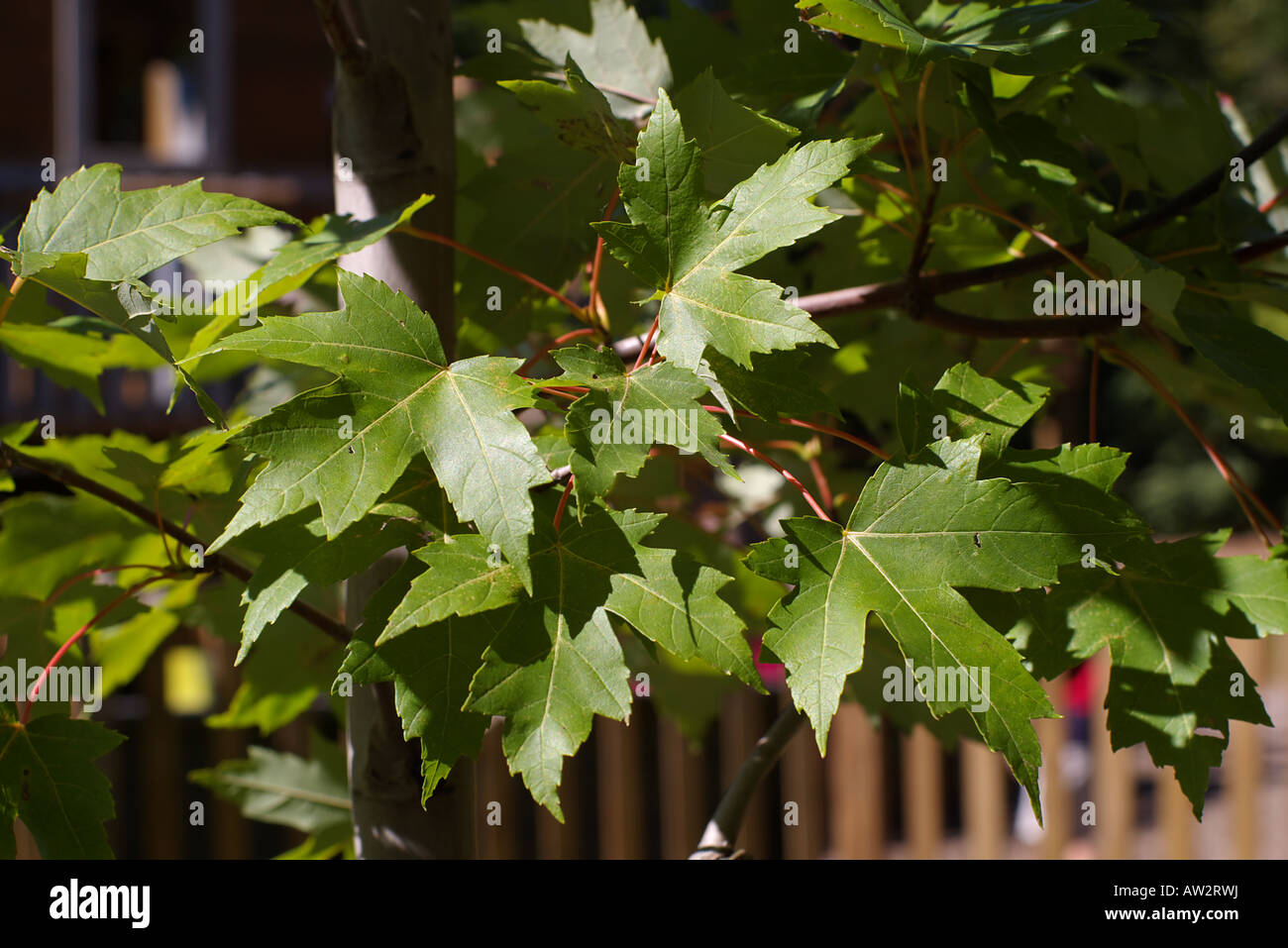 Sugar maple (Acer saccharum) tree leaves in late summer. Part of the ...