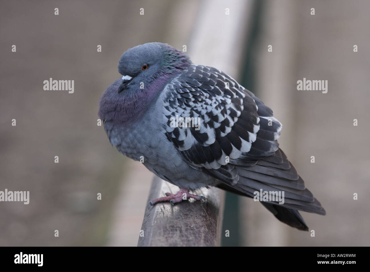 Rock pigeon sitting resting hi-res stock photography and images - Alamy