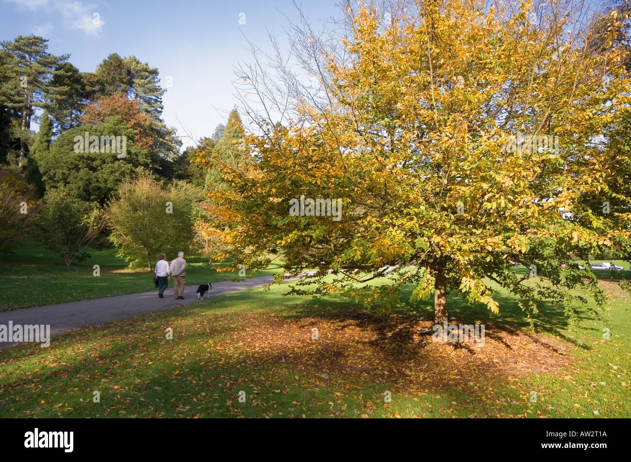 batsford arboretum near moreton in the marsh the cotswolds photographed ...