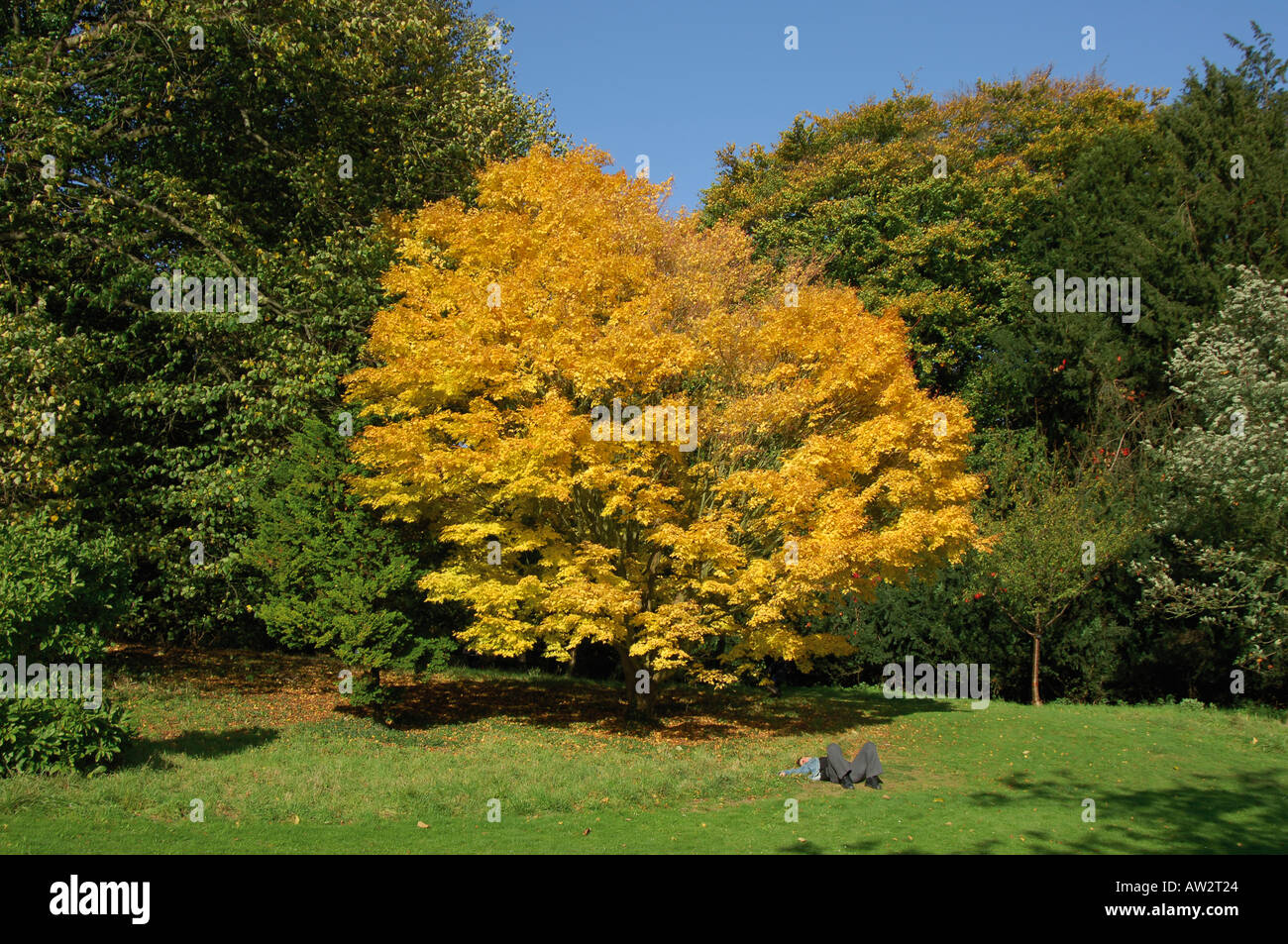 batsford arboretum near moreton in the marsh the cotswolds photographed ...