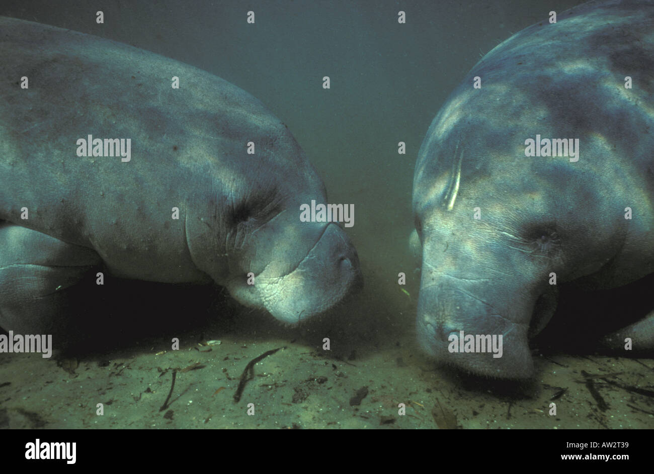 Manatees sea cows underwater grubbing digging on sandy bottom of ...