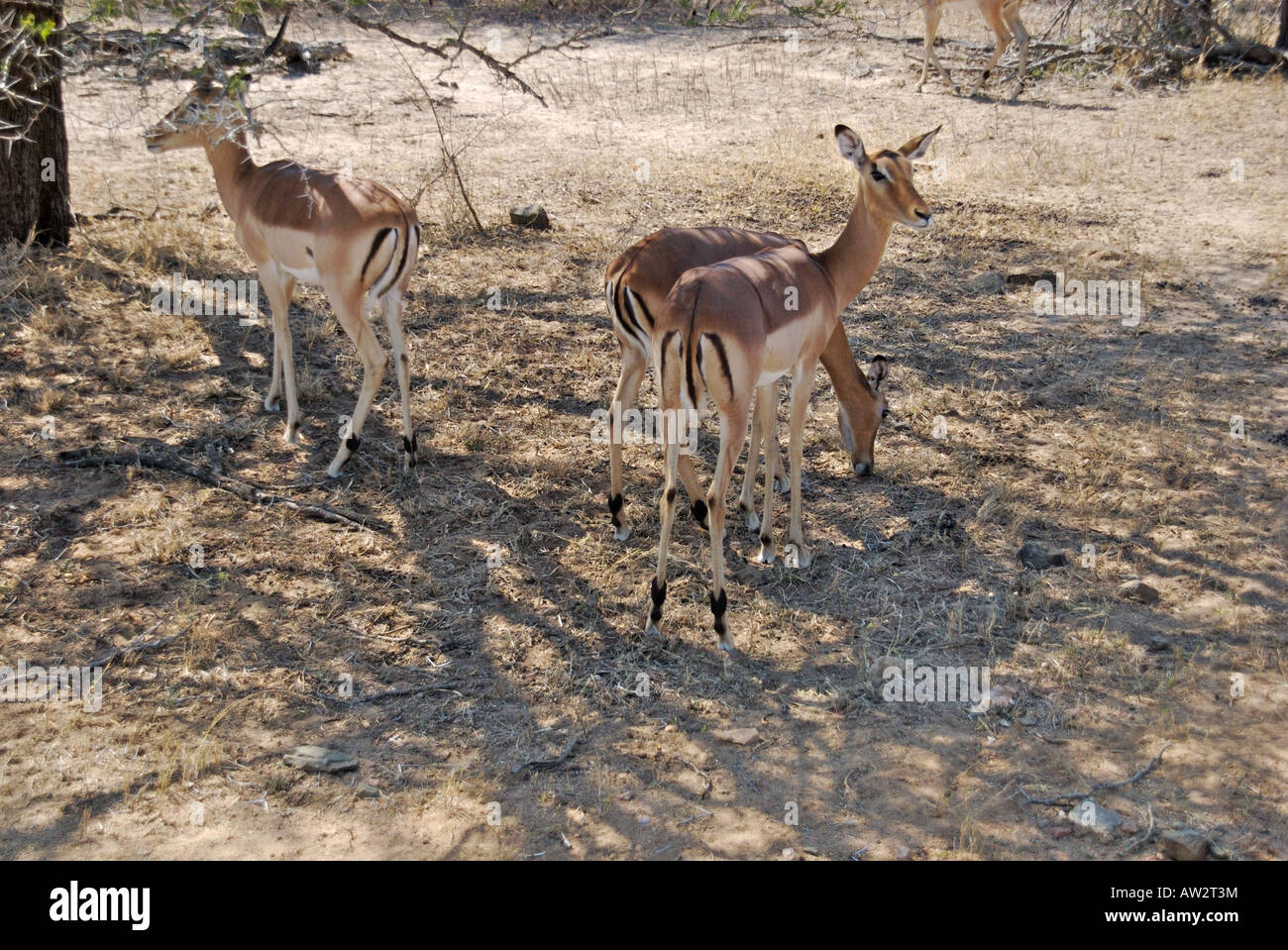 Taking refuge from the sun hi-res stock photography and images - Alamy