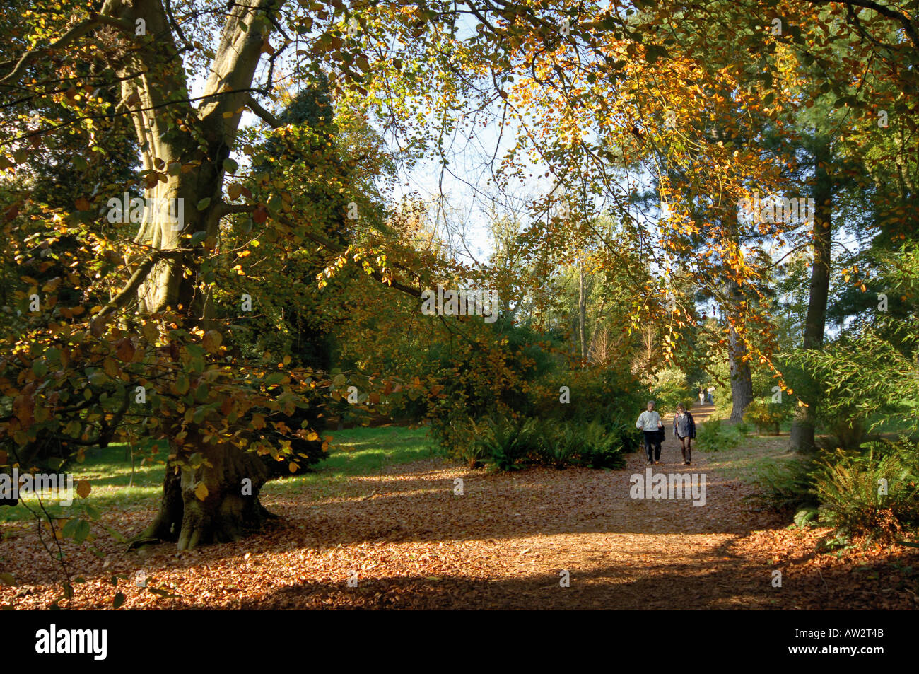 batsford arboretum near moreton in the marsh the cotswolds photographed ...