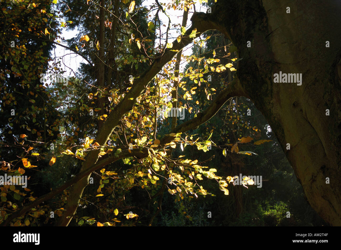 batsford arboretum near moreton in the marsh the cotswolds photographed ...