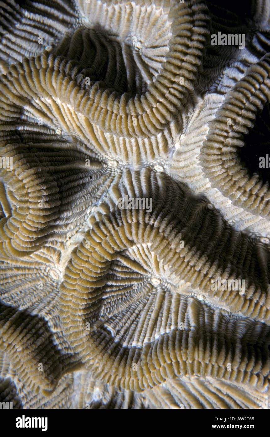 brain coral closeup showing pattern of ridges Stock Photo - Alamy