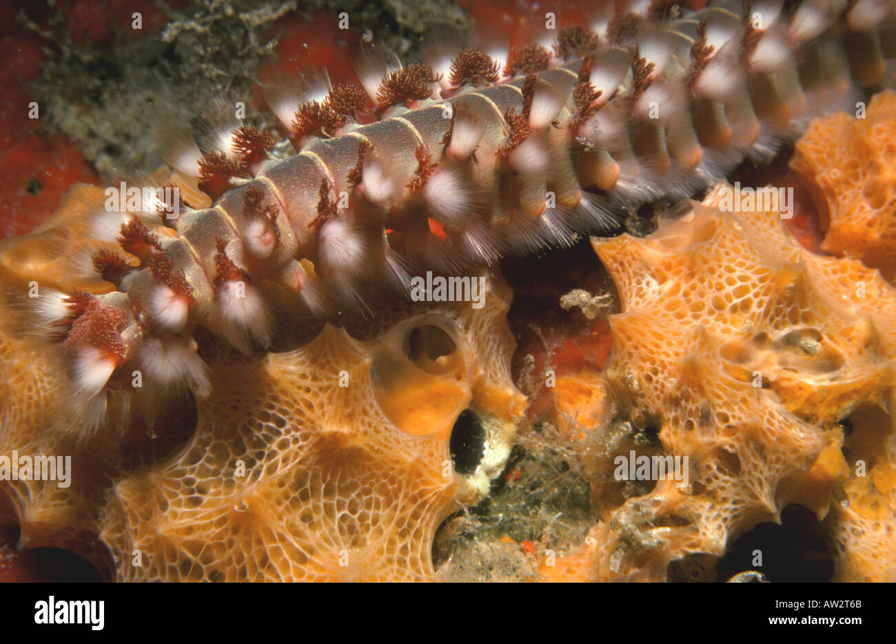 Encrusting sponges hi-res stock photography and images - Alamy