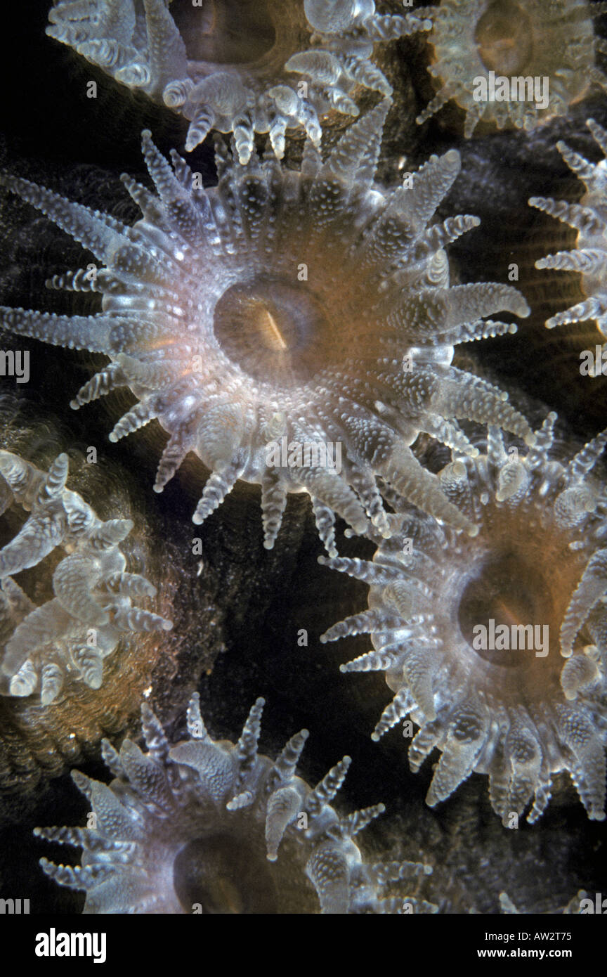coral polyps underwater open to feed at night closeup portrait Stock ...