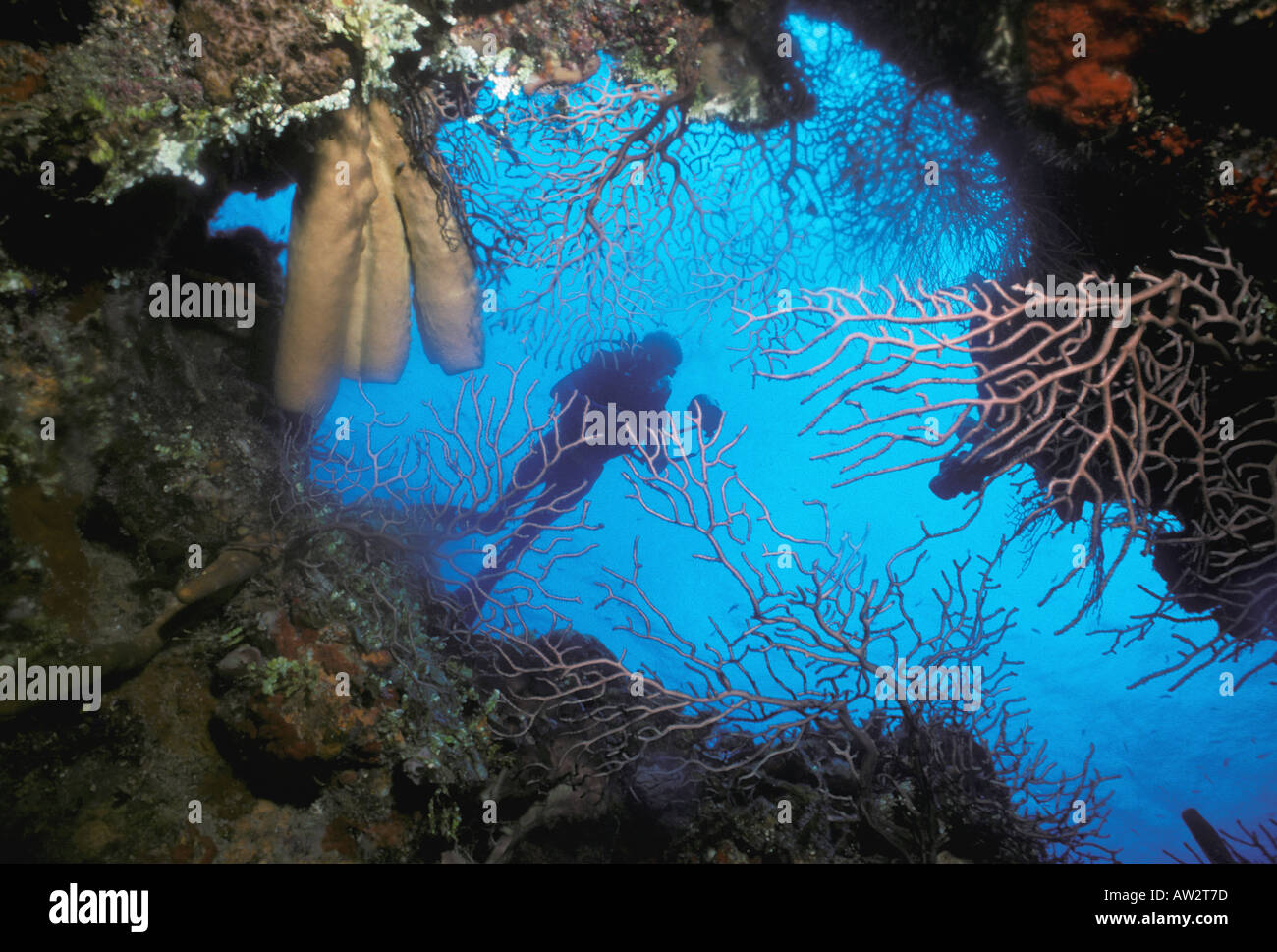 Underwater scuba diver framed in opening of coral cave filled with soft ...