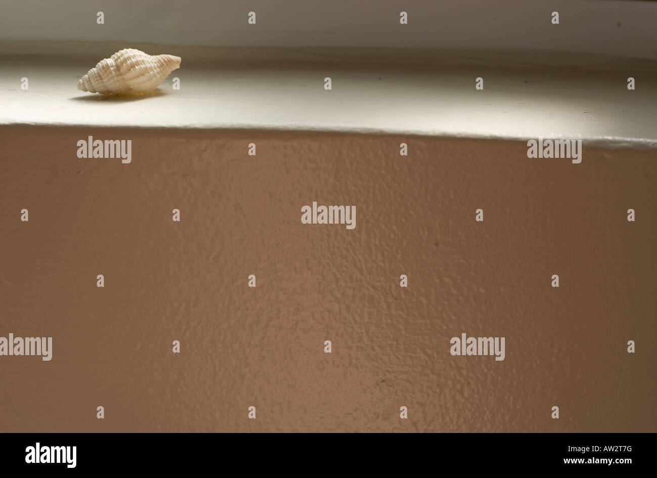 sea shell on shelf Stock Photo - Alamy