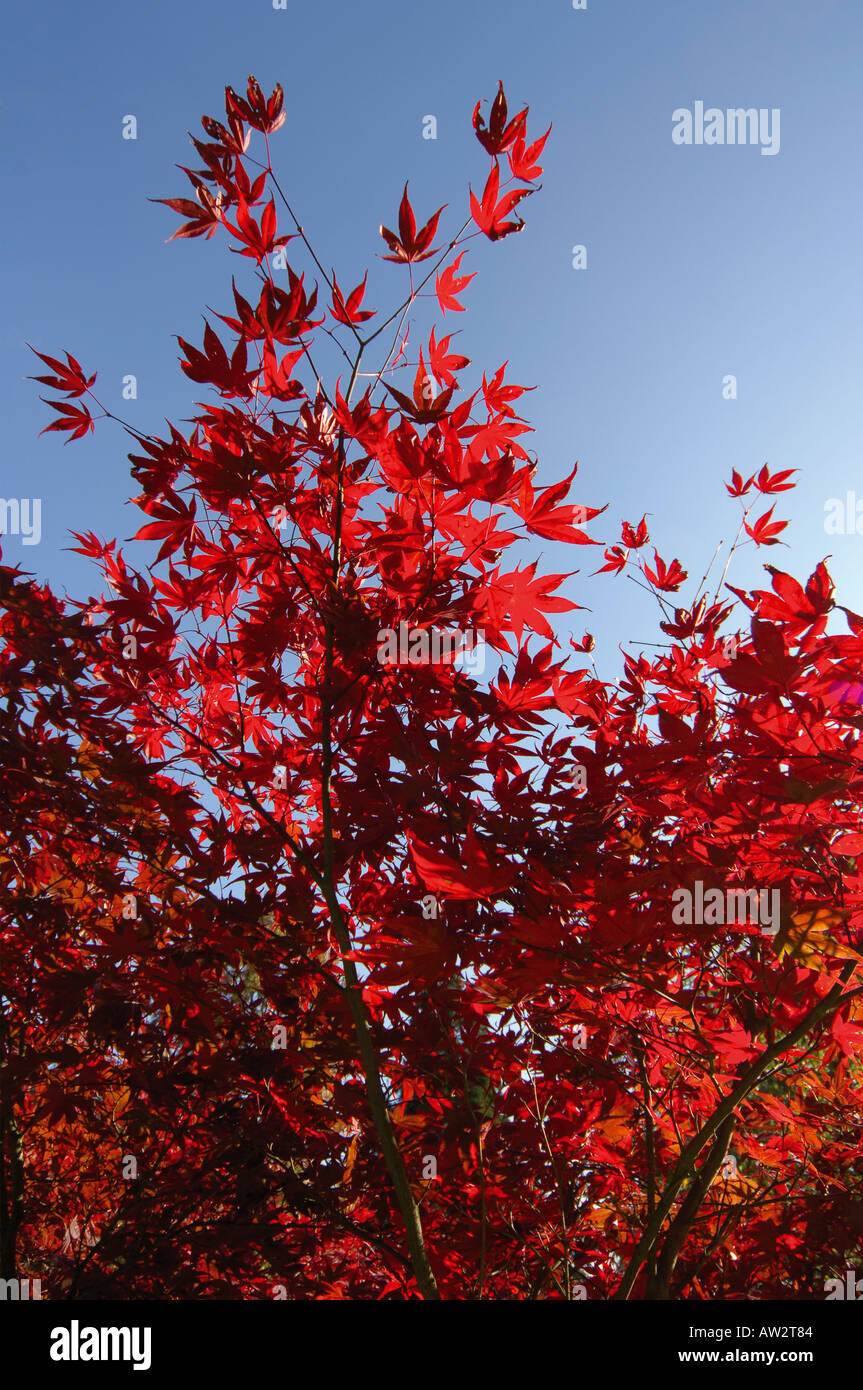 batsford arboretum near moreton in the marsh the cotswolds photographed ...