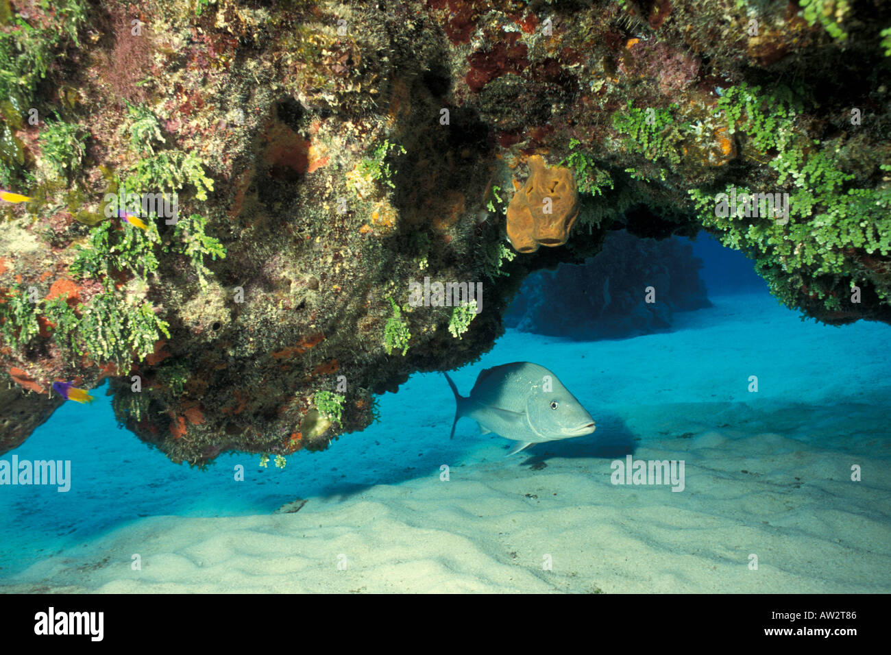 Underwater fish hiding under colorful coral ledge Stock Photo - Alamy