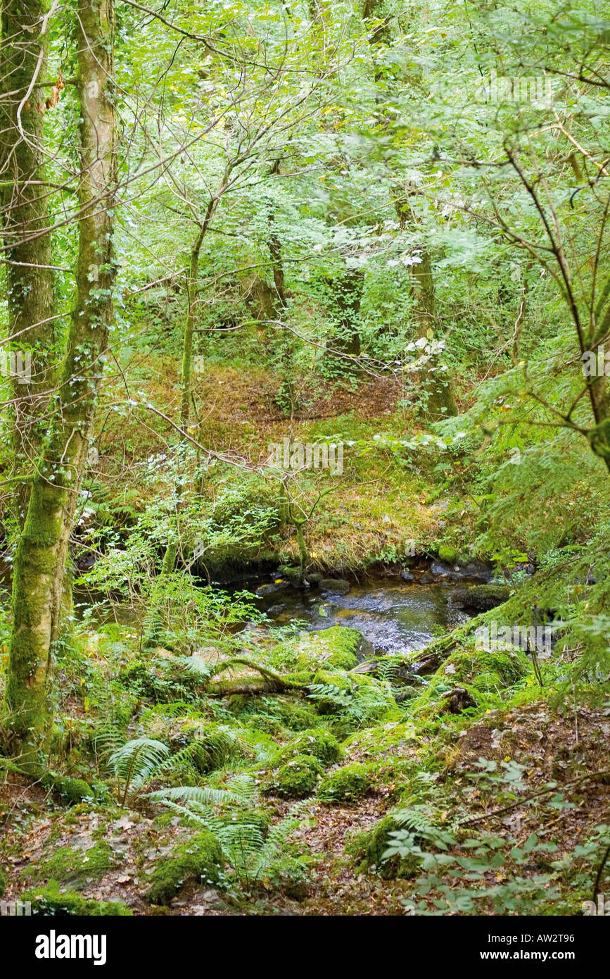 england west country DEVON dartmoor national park the becky falls ...