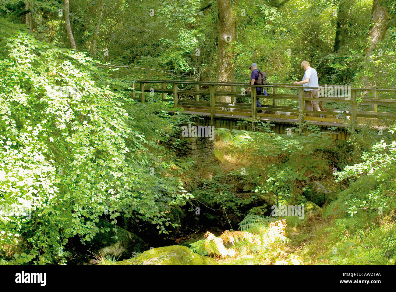 england west country DEVON dartmoor national park the becky falls ...