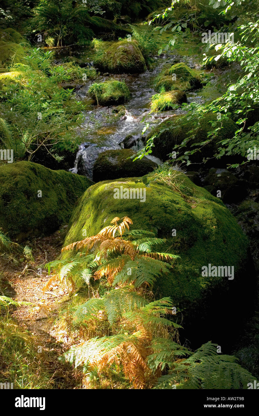 england west country DEVON dartmoor national park the becky falls ...