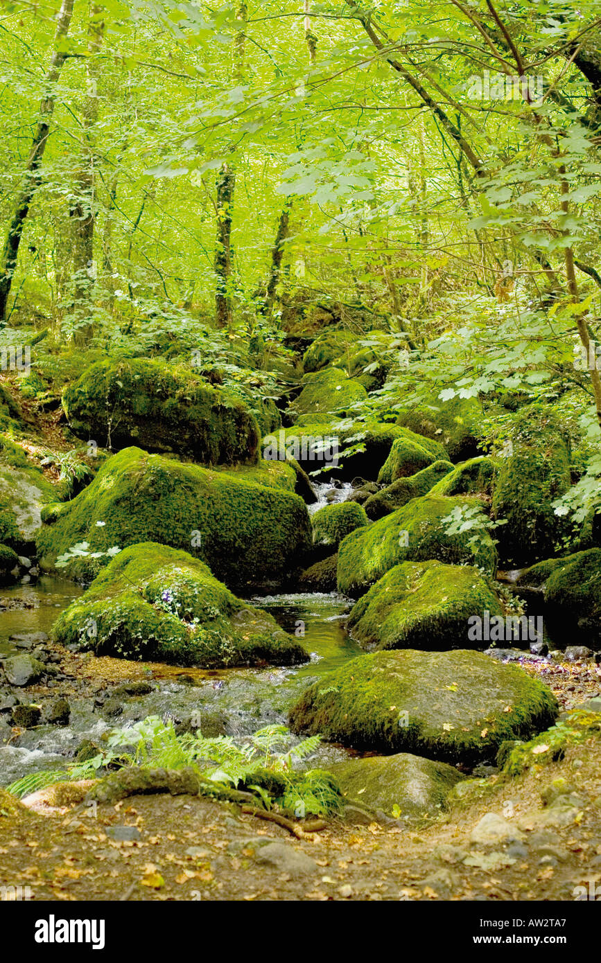 england west country DEVON dartmoor national park the becky falls ...