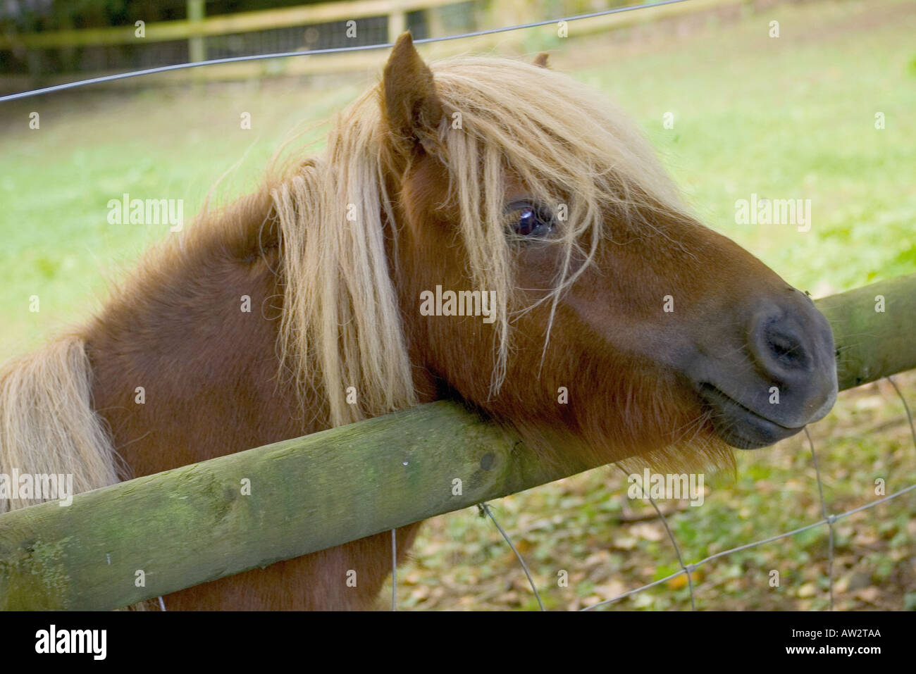 england west country DEVON dartmoor national park the becky falls ...