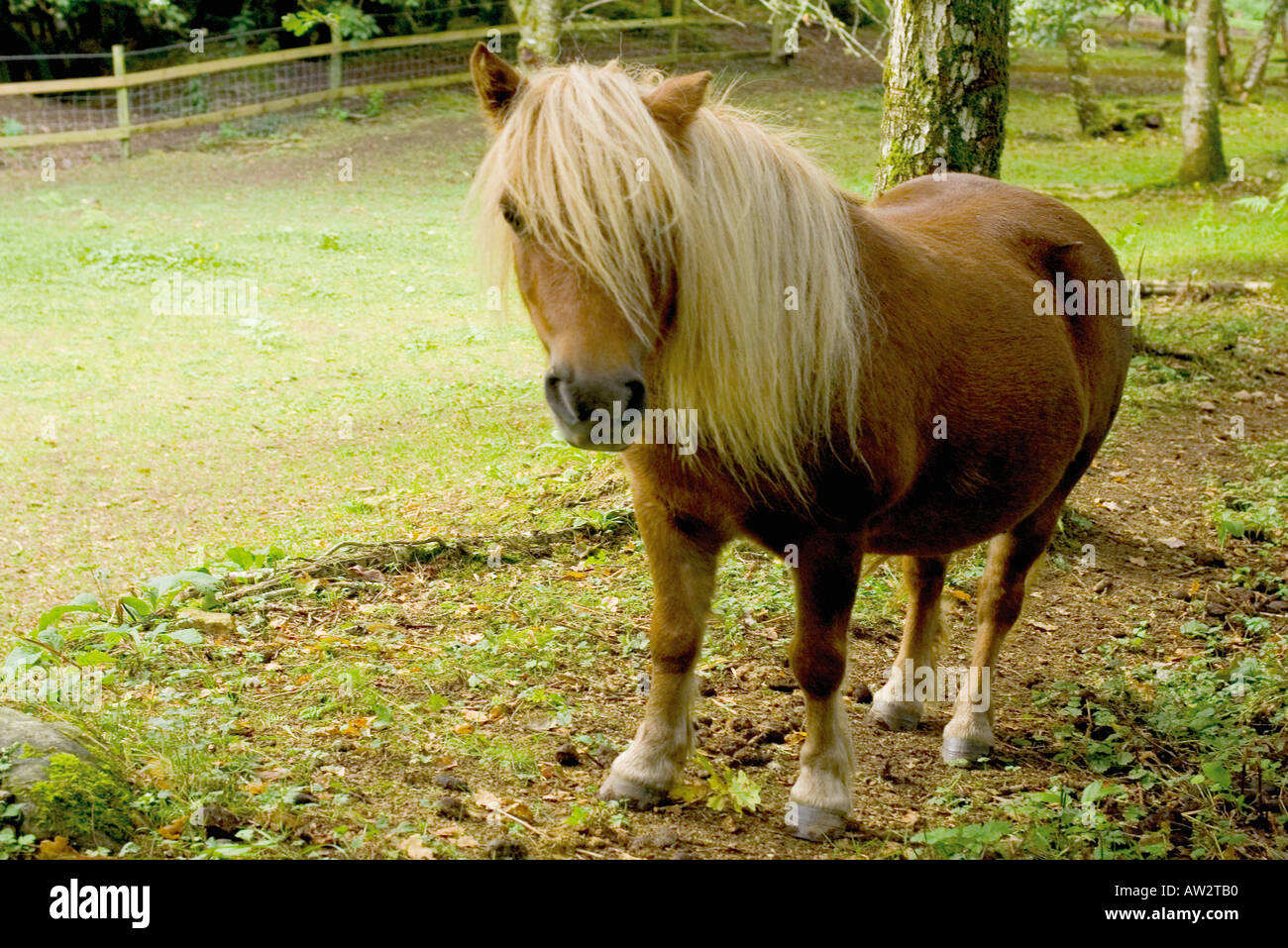 england west country DEVON dartmoor national park the becky falls ...