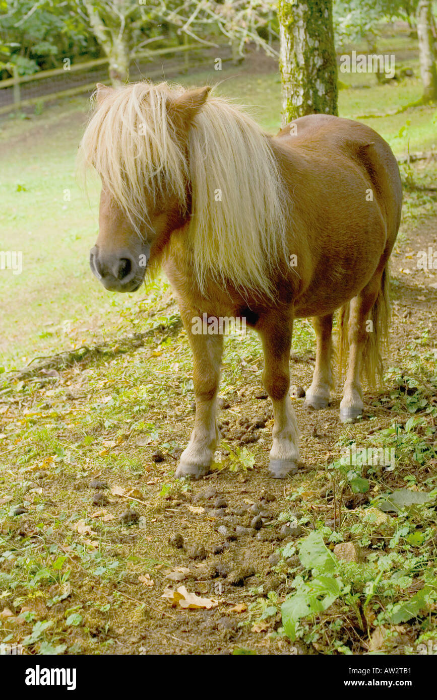 england west country DEVON dartmoor national park the becky falls ...