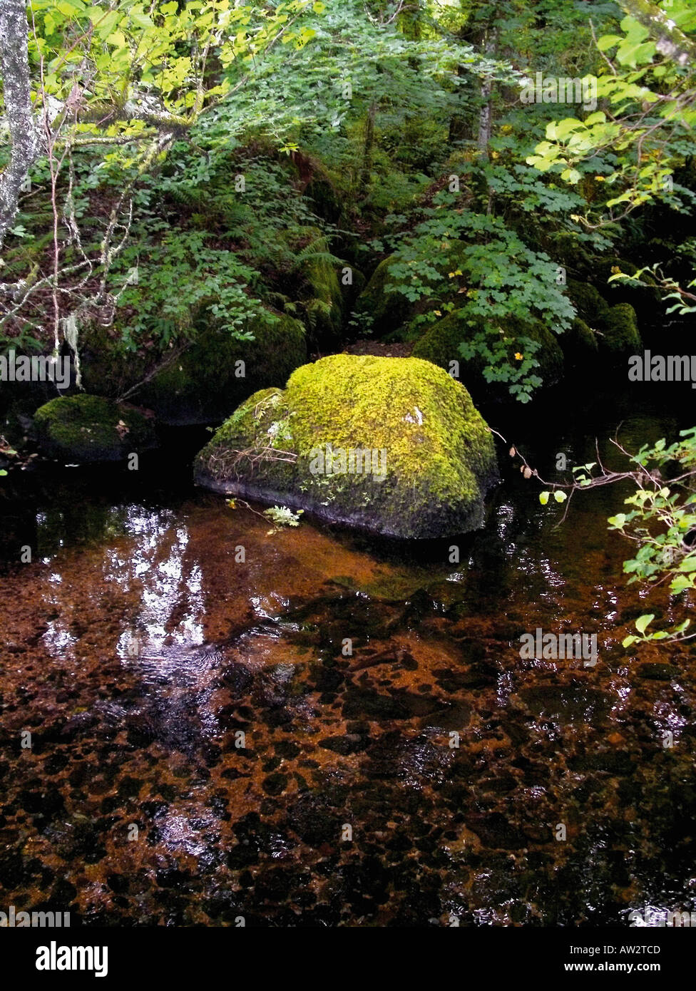 england west country DEVON dartmoor national park the becky falls ...