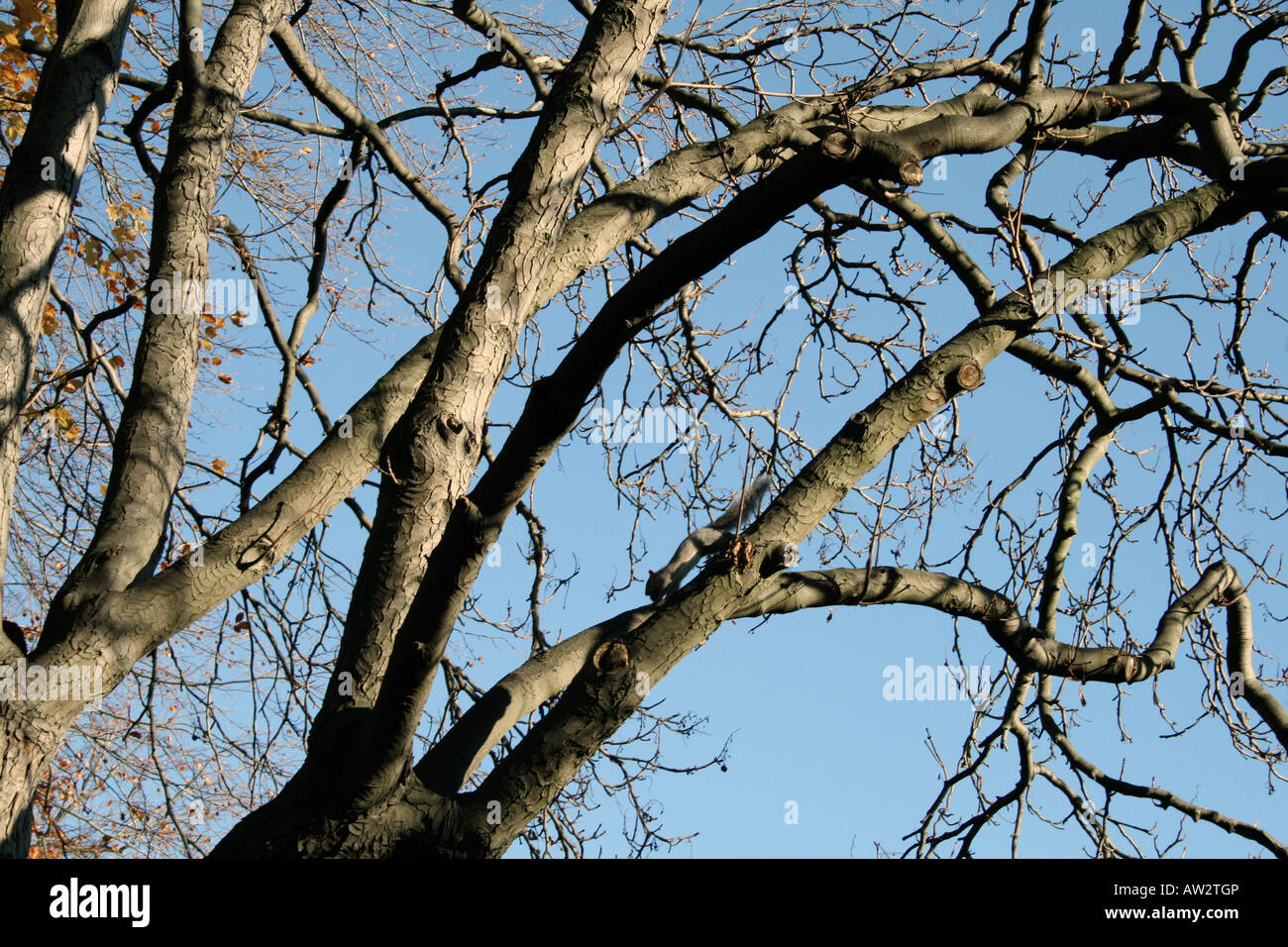 Grey squirrel running down tree branch with retrieved nut Stock Photo ...