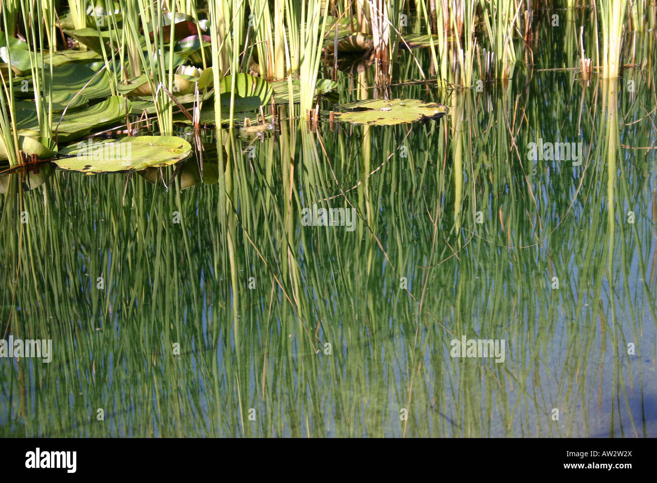 reflection of water lily and reeds in pond Stock Photo - Alamy