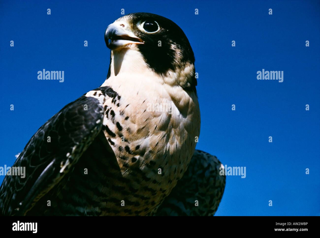 Peregrine falcon birds canada hi-res stock photography and images - Alamy