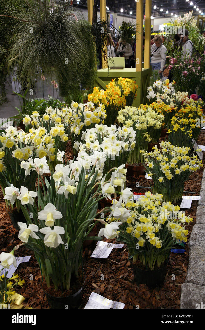 Daffodil competition display. Mass of different white and pale yellow ...