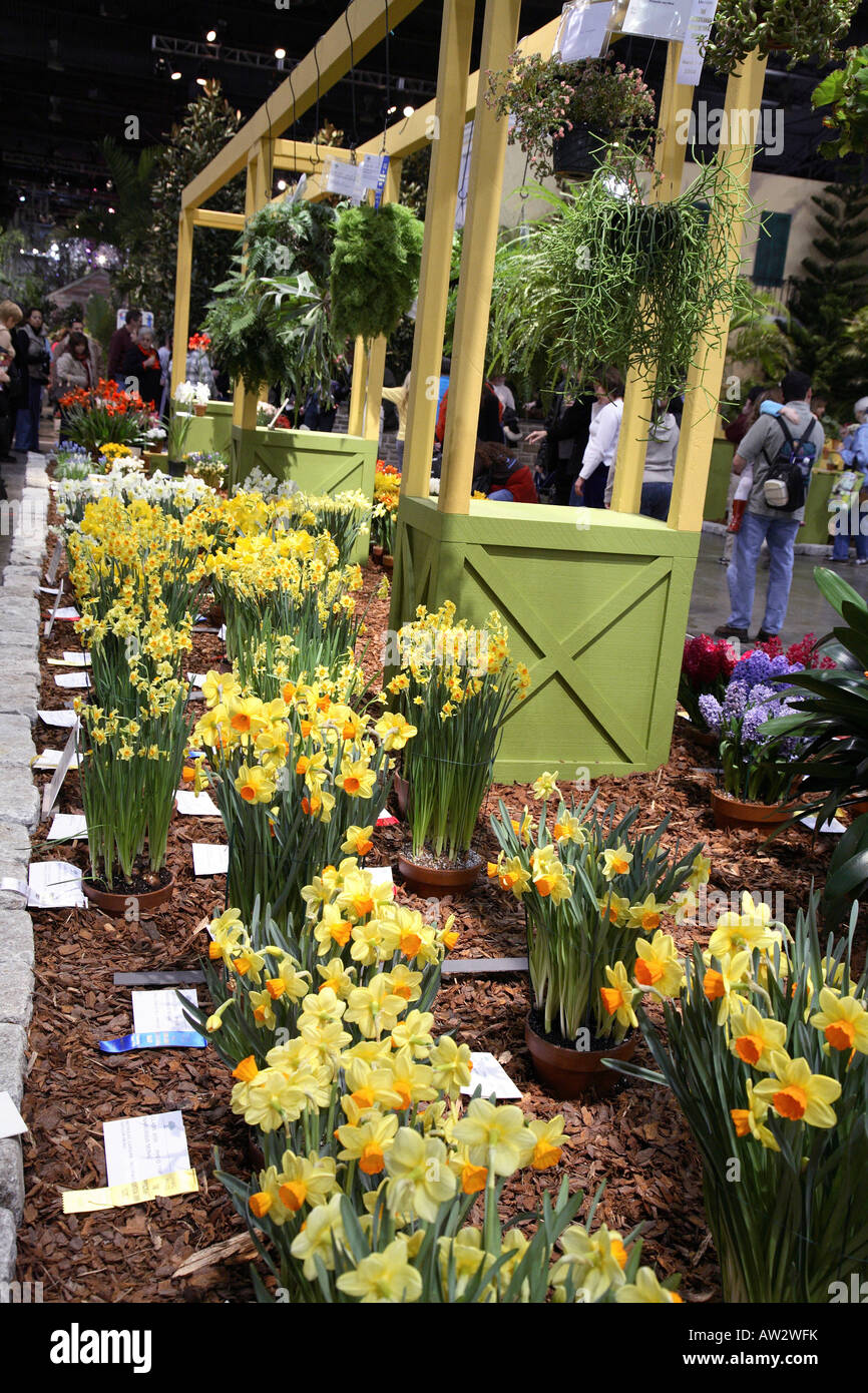 Daffodil (narcissus) competition display. Mass of different bright ...